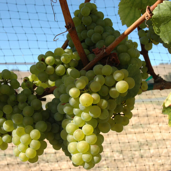 Mission Hill Family Estate Winery - Okanagan Wines