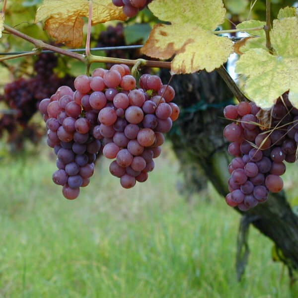 Fitzpatrick Family Vineyards at Greata Ranch - Okanagan Wines