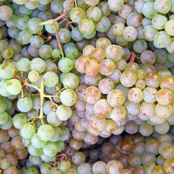 Fitzpatrick Family Vineyards at Greata Ranch - Okanagan Wines