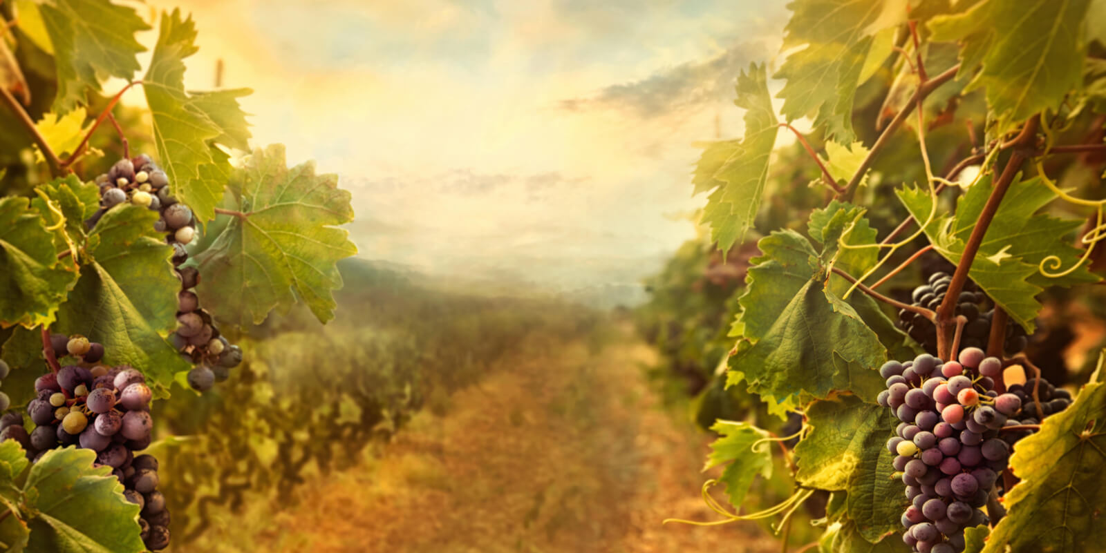 Noble Ridge Vineyard & Winery - Okanagan Wines